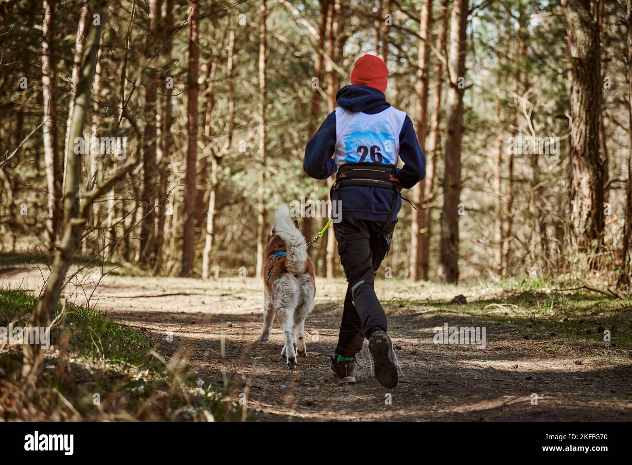 Back view to running Siberian Husky sled dog in harness pulling man on ...