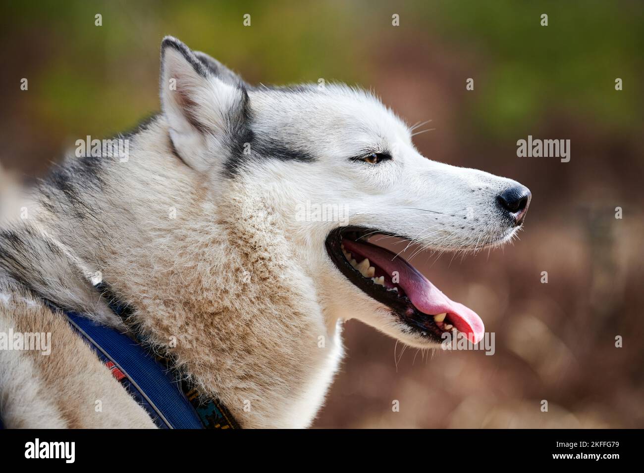Siberian Husky dog profile portrait with black gray white coat color ...