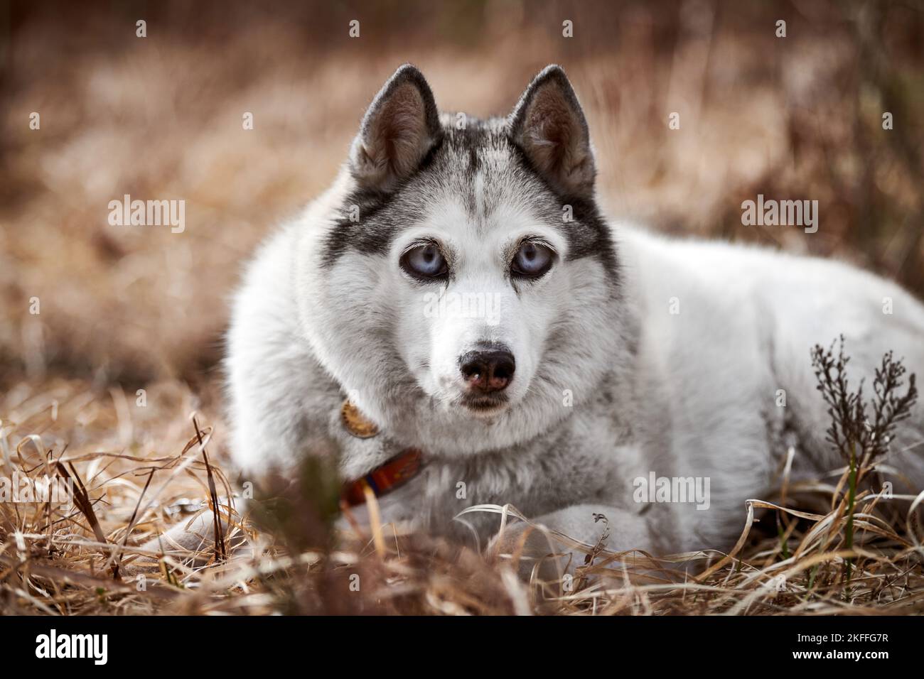 Siberian Husky dog with huge eyes, funny surprised Husky dog with ...