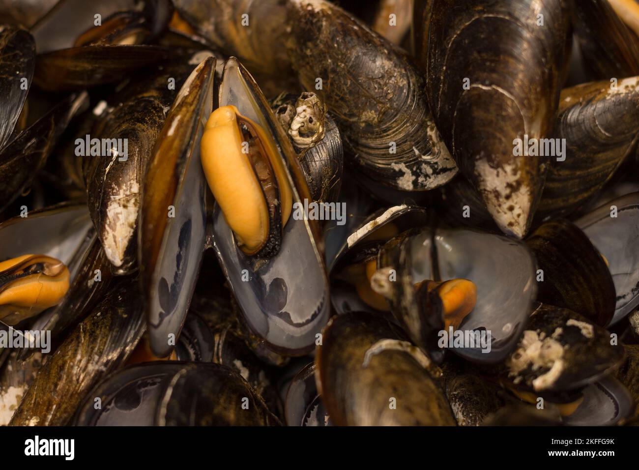 Close up on cooked mussels inside an industrial kitchen, no people are ...