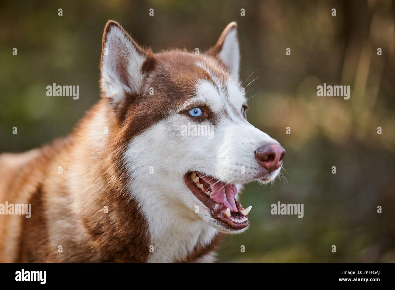 Siberian Husky dog profile portrait with blue eyes and brown white ...