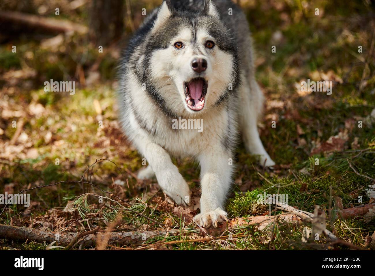 Siberian Husky dog surprised barking on forest grass, barking Husky dog ...