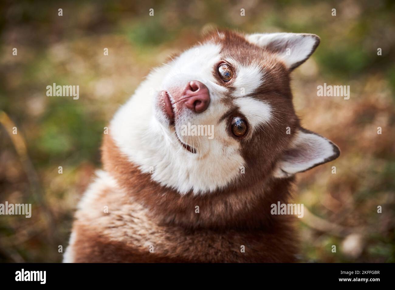 Siberian Husky dog with huge eyes, funny surprised Husky dog with ...