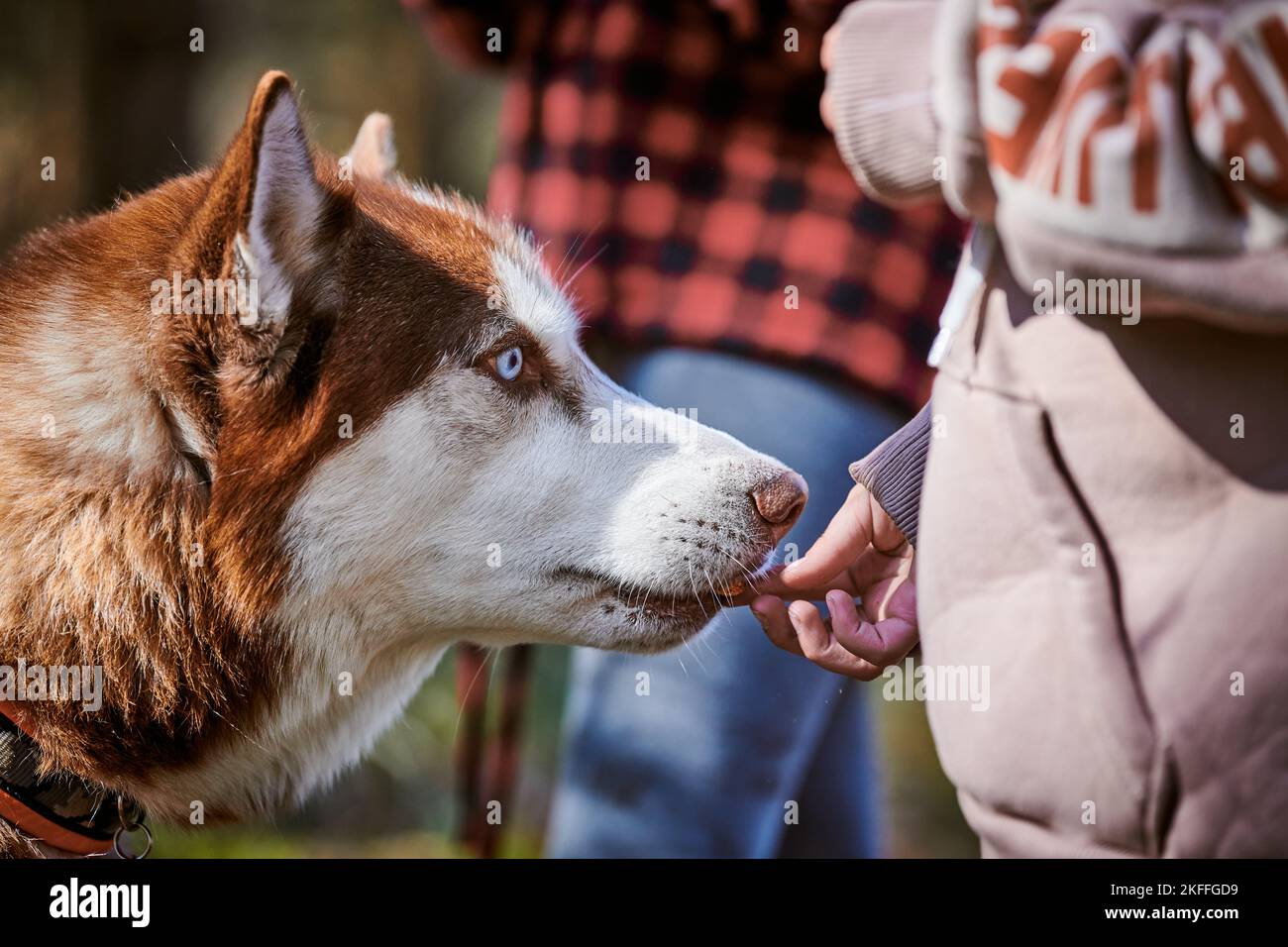 Siberian Husky dog sniffs yummy meal in owner hand, cute brown white ...