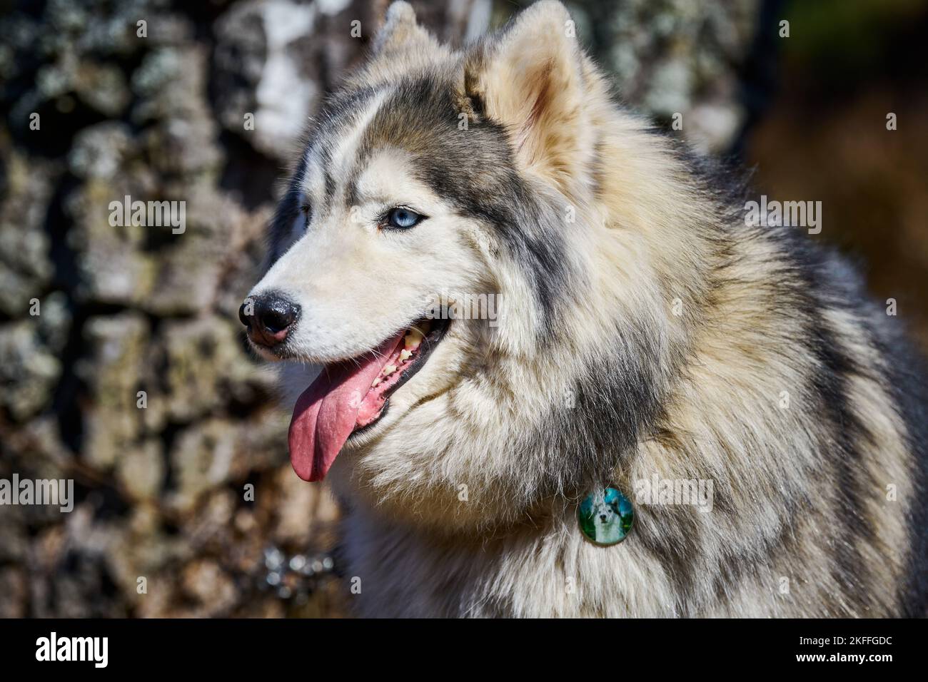 Siberian Husky dog profile portrait with black gray white coat color ...