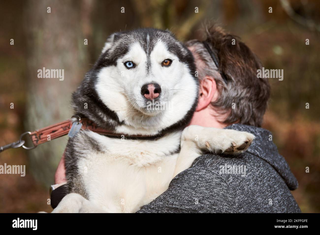 Siberian Husky dog hugs owner, husky dog portrait with blue brown eyes ...