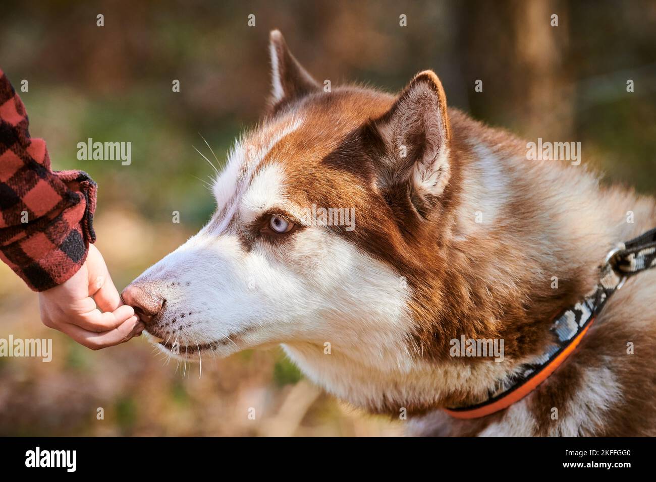 Siberian Husky dog sniffs yummy meal in owner hand, cute brown white ...