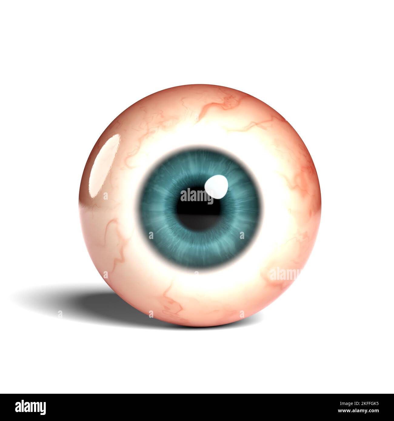 Front view of realistic human eyeball isolated on wihte background, 3D ...