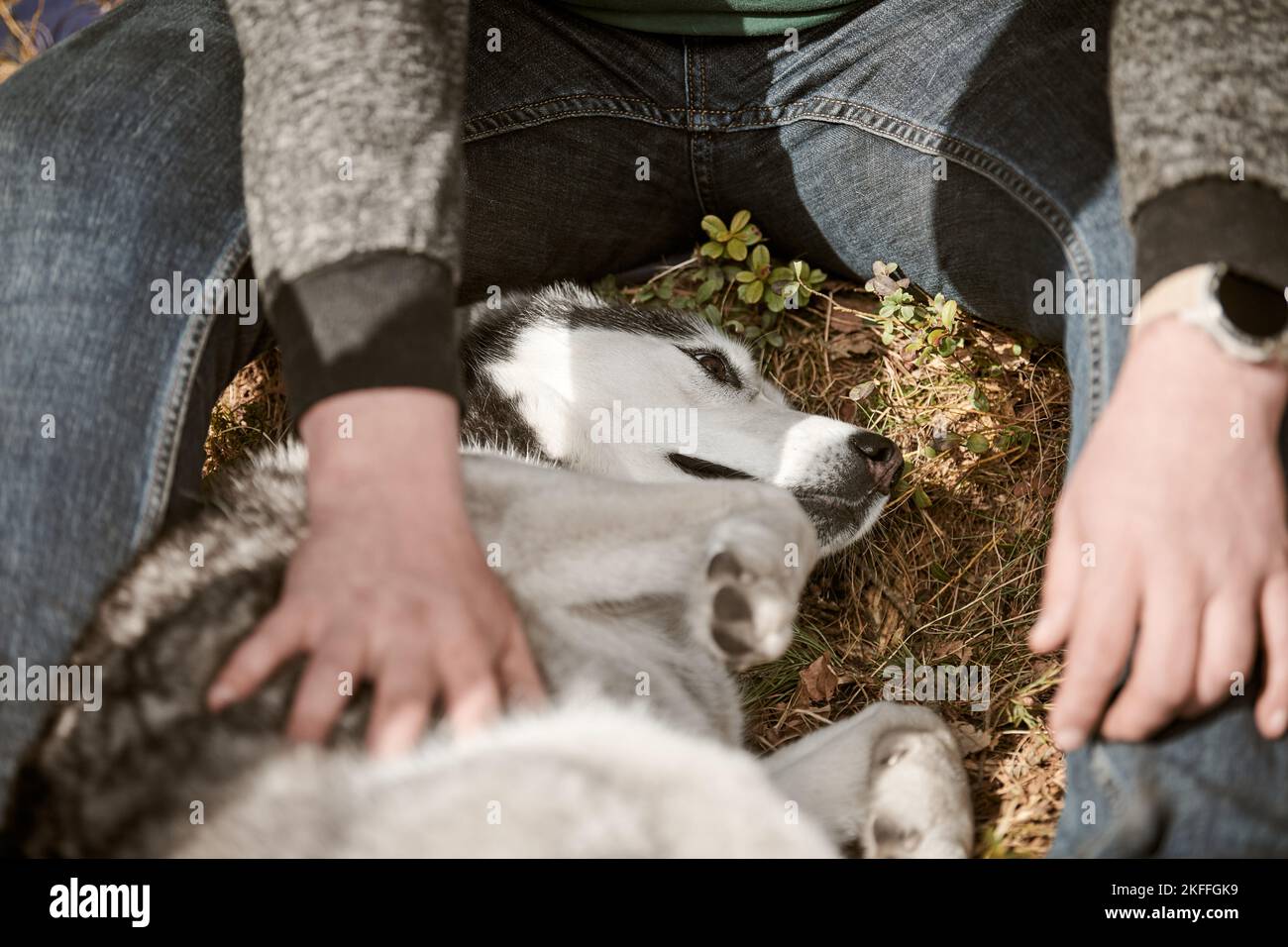 Siberian Husky dog lies next to owner, tired Husky dog with black gray ...