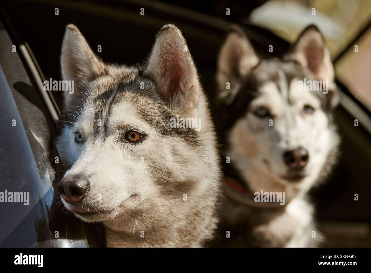 Two Siberian Husky dog leaned out car window, husky dog portrait with ...