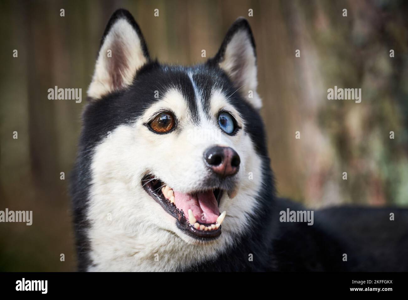 Siberian Husky dog with huge eyes, funny surprised Husky dog with ...