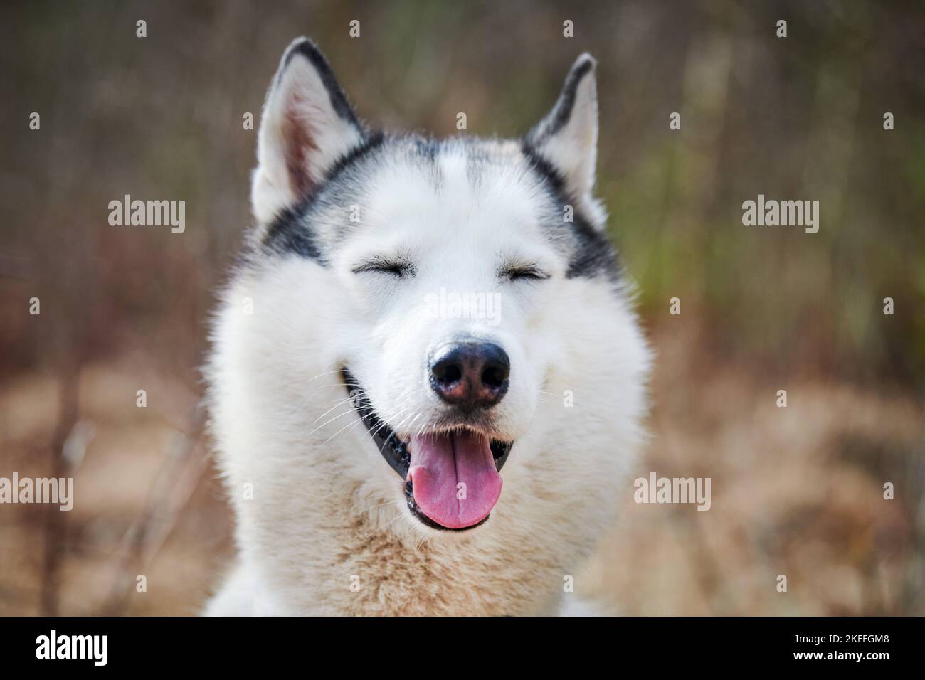 Siberian Husky dog with narrow eyes, funny smiling Husky dog with ...
