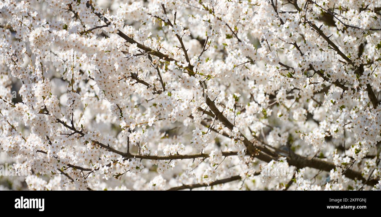 White plum blossom, beautiful white flowers of prunus tree in city ...