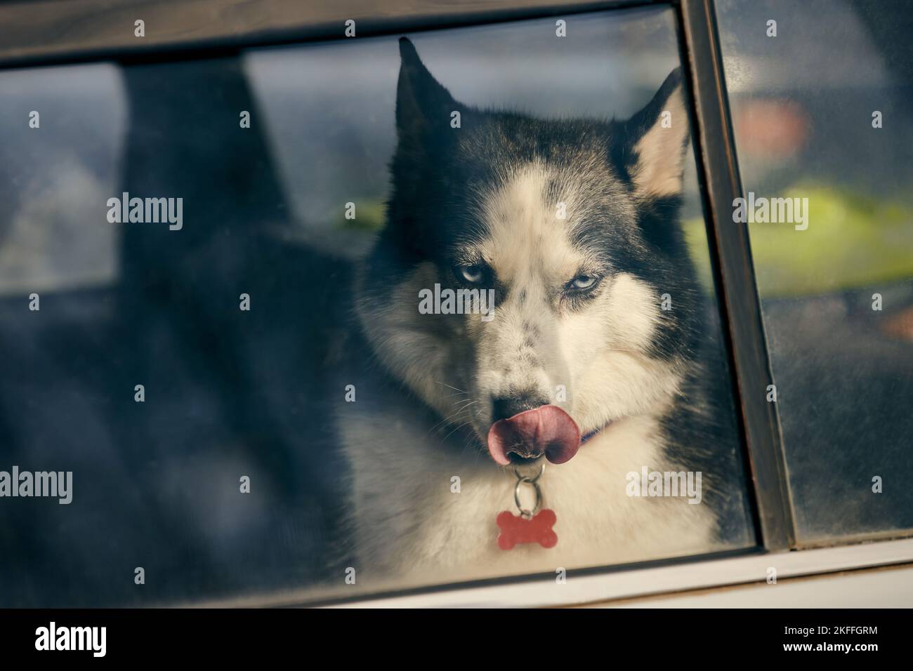 Siberian Husky dog behind window car portrait with blue eyes and gray ...