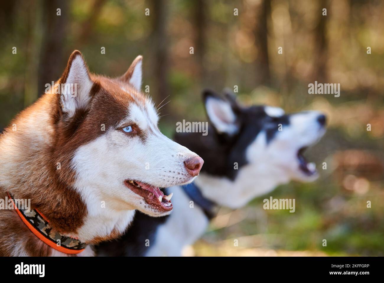 Two Siberian Husky dogs profile portrait with blue eyes and brown white ...