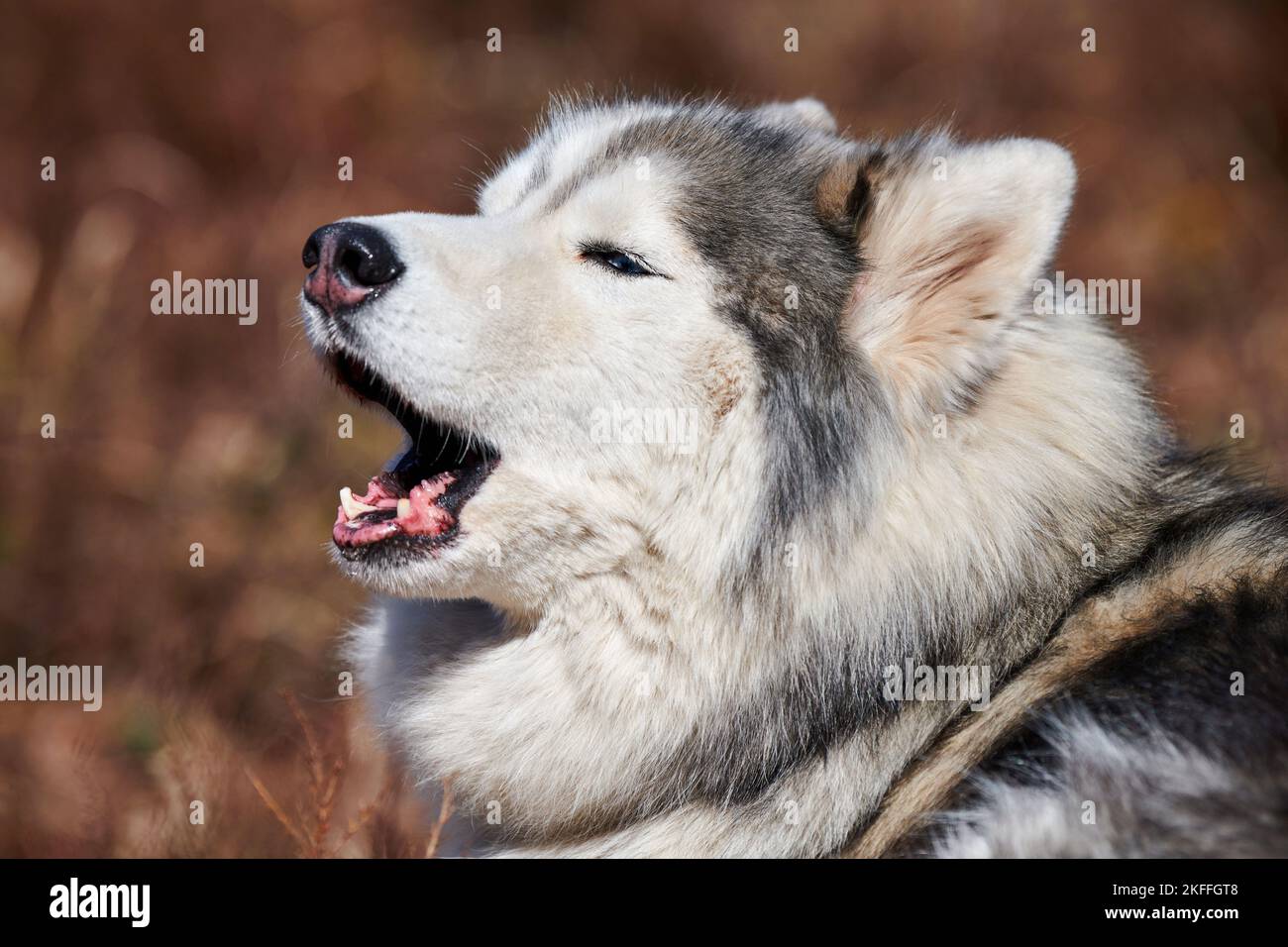 Siberian Husky dog profile portrait with black gray white coat color ...