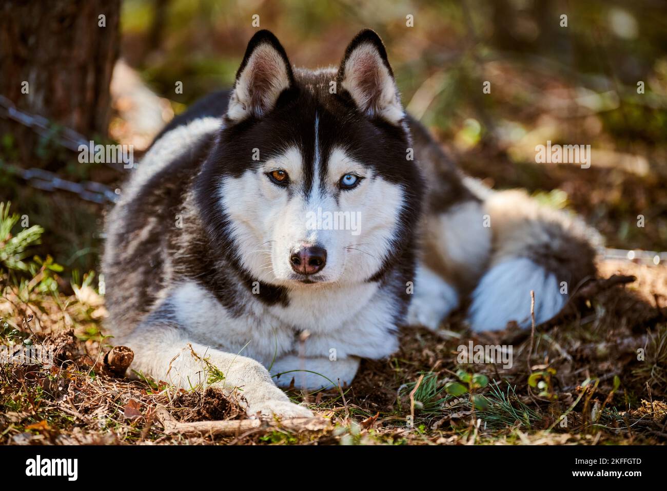 Siberian Husky dog lying on forest grass, full size resting Husky dog ...