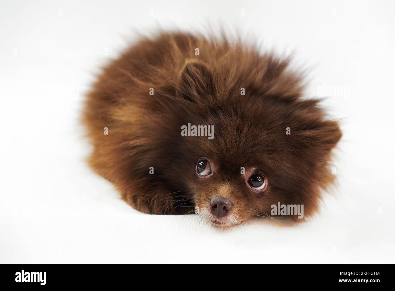 Cute brown Pomeranian Spitz dog lies and pushed nose isolated on white ...