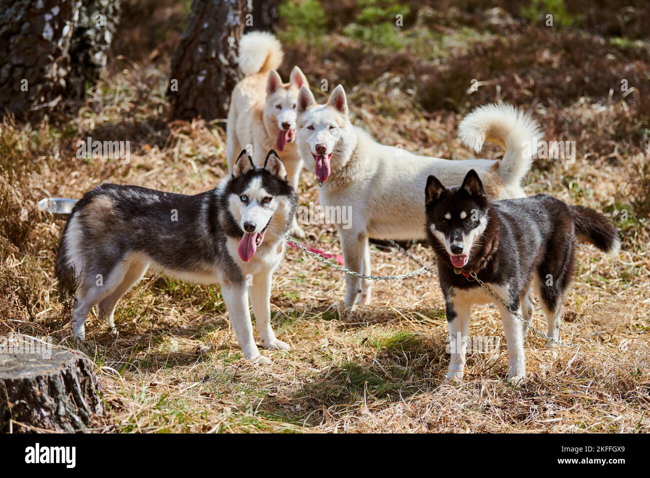 Four Siberian Husky dogs stands on forest grass, full size Husky dogs ...