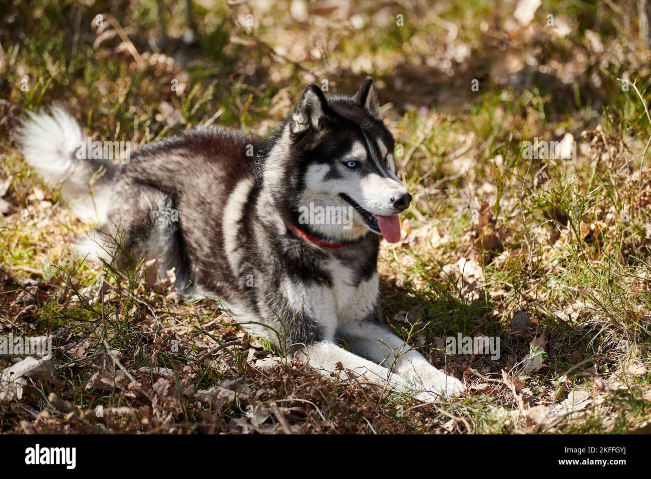 Siberian Husky dog lying on forest grass, full size resting Husky dog ...