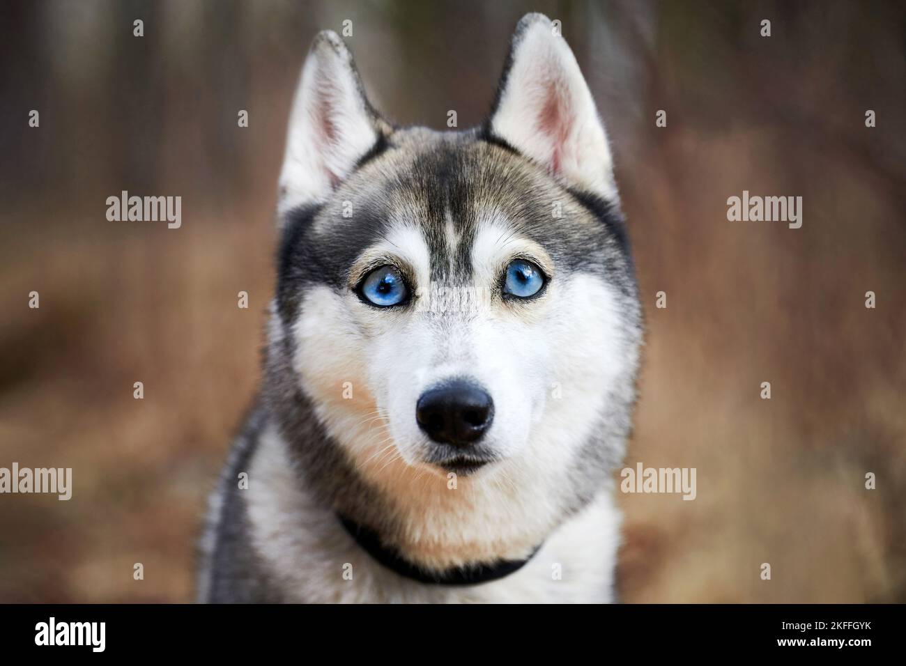 Siberian Husky dog with huge eyes, funny surprised Husky dog with ...
