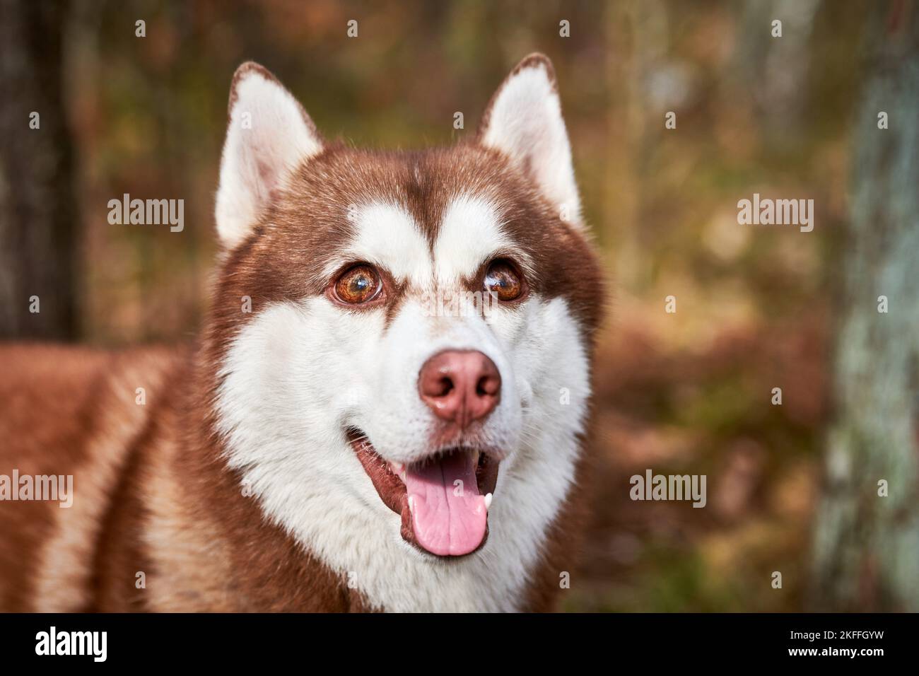 Siberian Husky dog with huge eyes, funny surprised Husky dog with ...