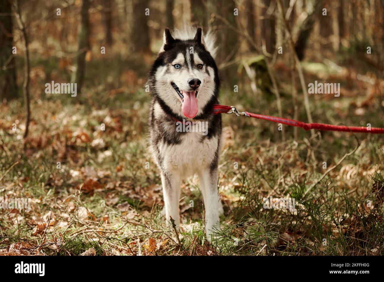 Siberian Husky dog sitting on forest grass, full size Husky dog ...