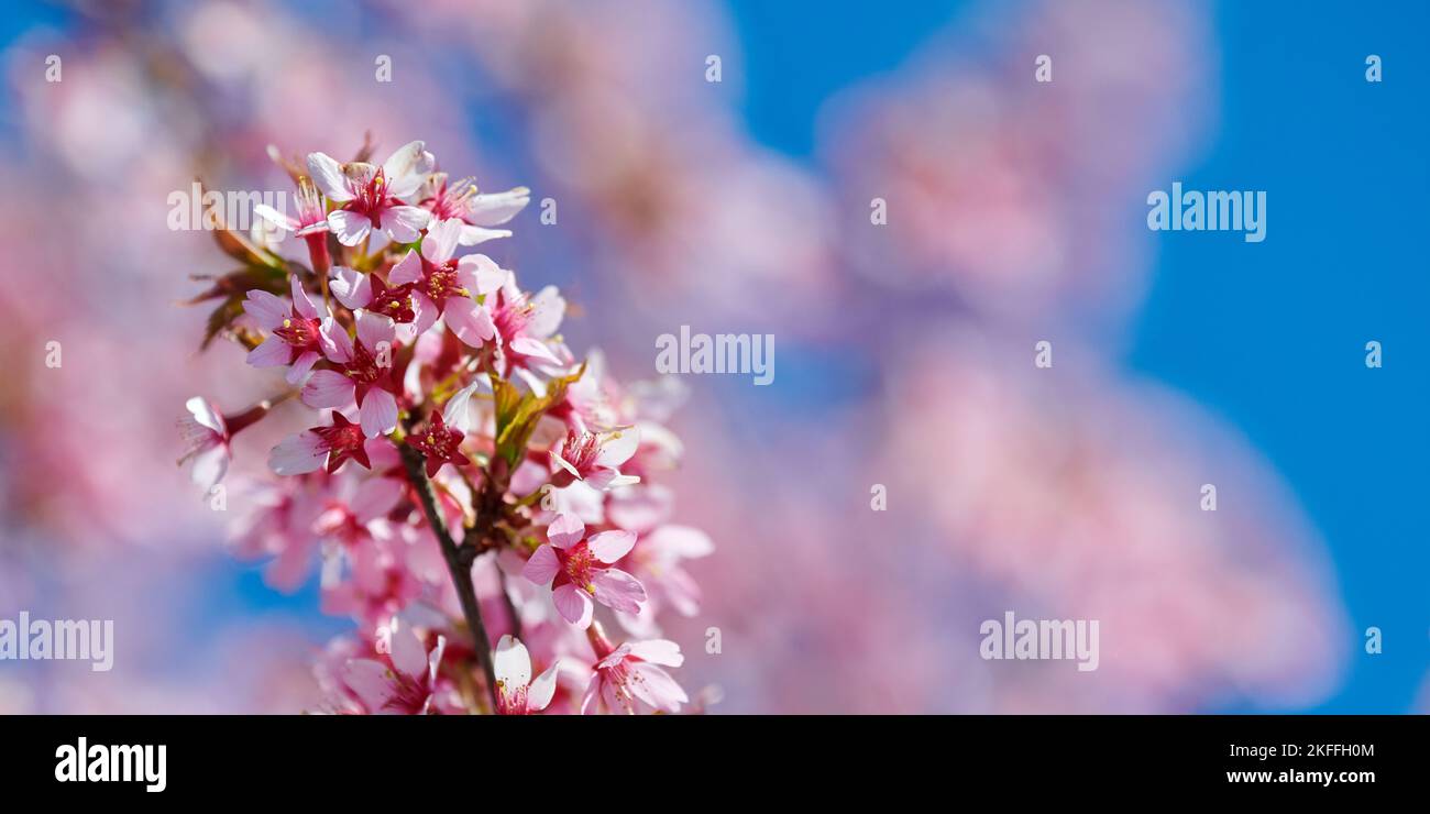 Pink cherry blossom, beautiful pink flowers of japanese cherry tree on ...