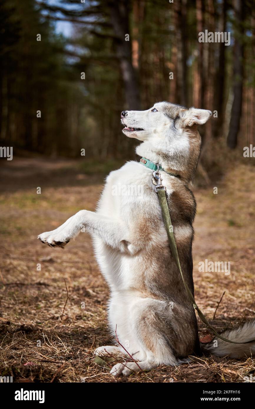 Siberian Husky dog standing on hind legs on dry grass field, funny ...