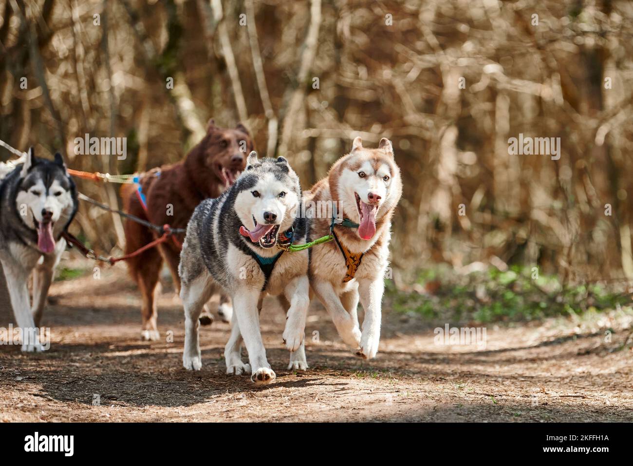 Running Siberian Husky sled dogs in harness on autumn forest dry land ...