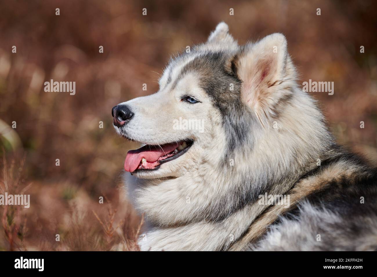Siberian Husky dog profile portrait with black gray white coat color ...