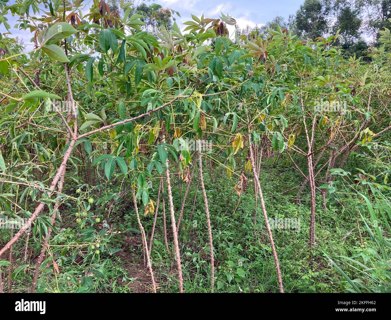 Busia, Kenya. 11th Nov, 2022. Field with cassava plants. For a long ...