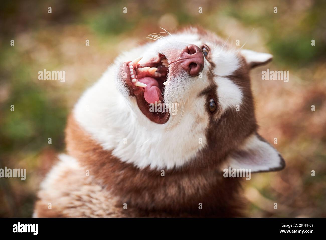 Siberian Husky dog portrait with brown eyes and brown white color, cute ...