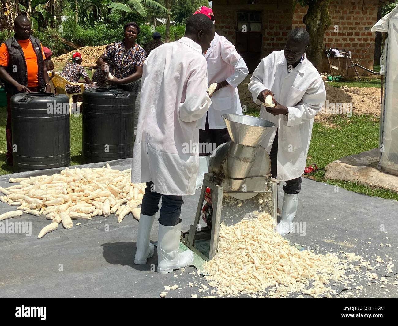 Busia, Kenya. 11th Nov, 2022. The cassava is chopped before drying. For ...