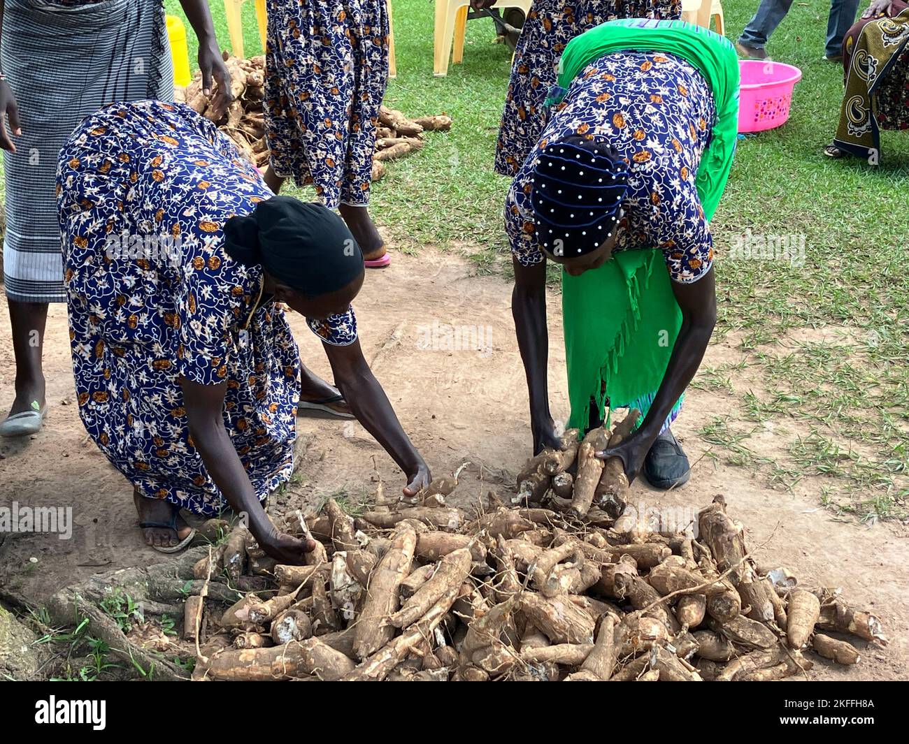 Busia, Kenya. 11th Nov, 2022. The freshly harvested cassava is washed ...