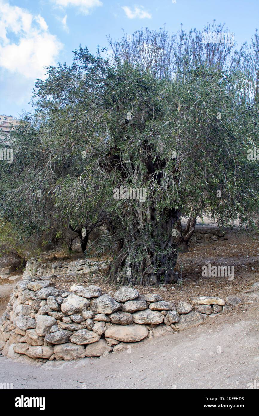 An ancient Olive Tree on a terrace in Nazareth Village Israel in the ...