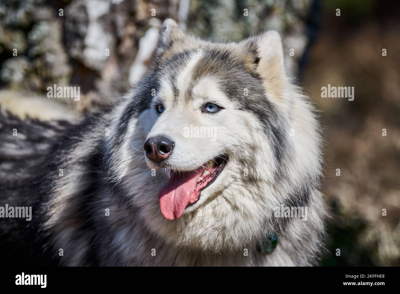 Siberian Husky dog profile portrait with black gray white coat color ...