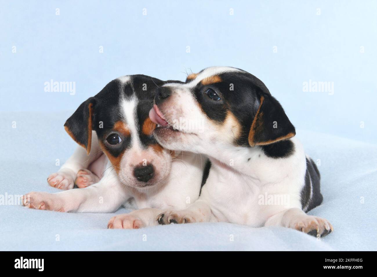 Dansk Svensk Gaardshund Puppies Stock Photo - Alamy