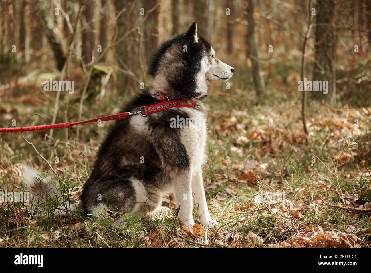 Siberian Husky dog sitting on forest grass, full size Husky dog profile ...