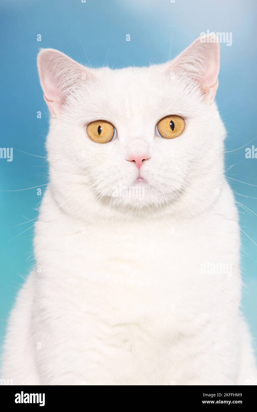 British Shorthair Portrait Stock Photo - Alamy