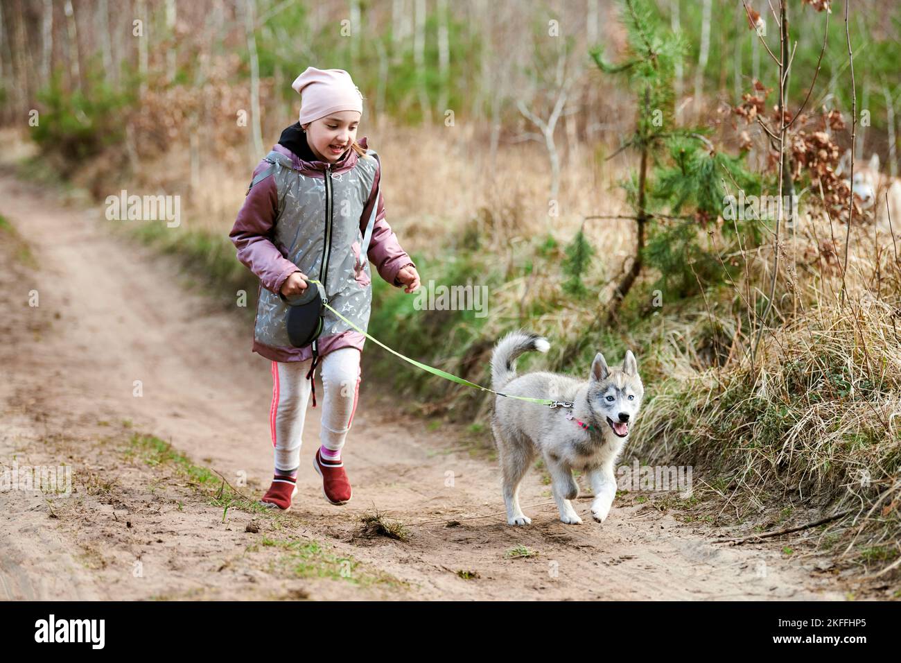 Girl walking on leash Siberian Husky puppy on country road at forest ...