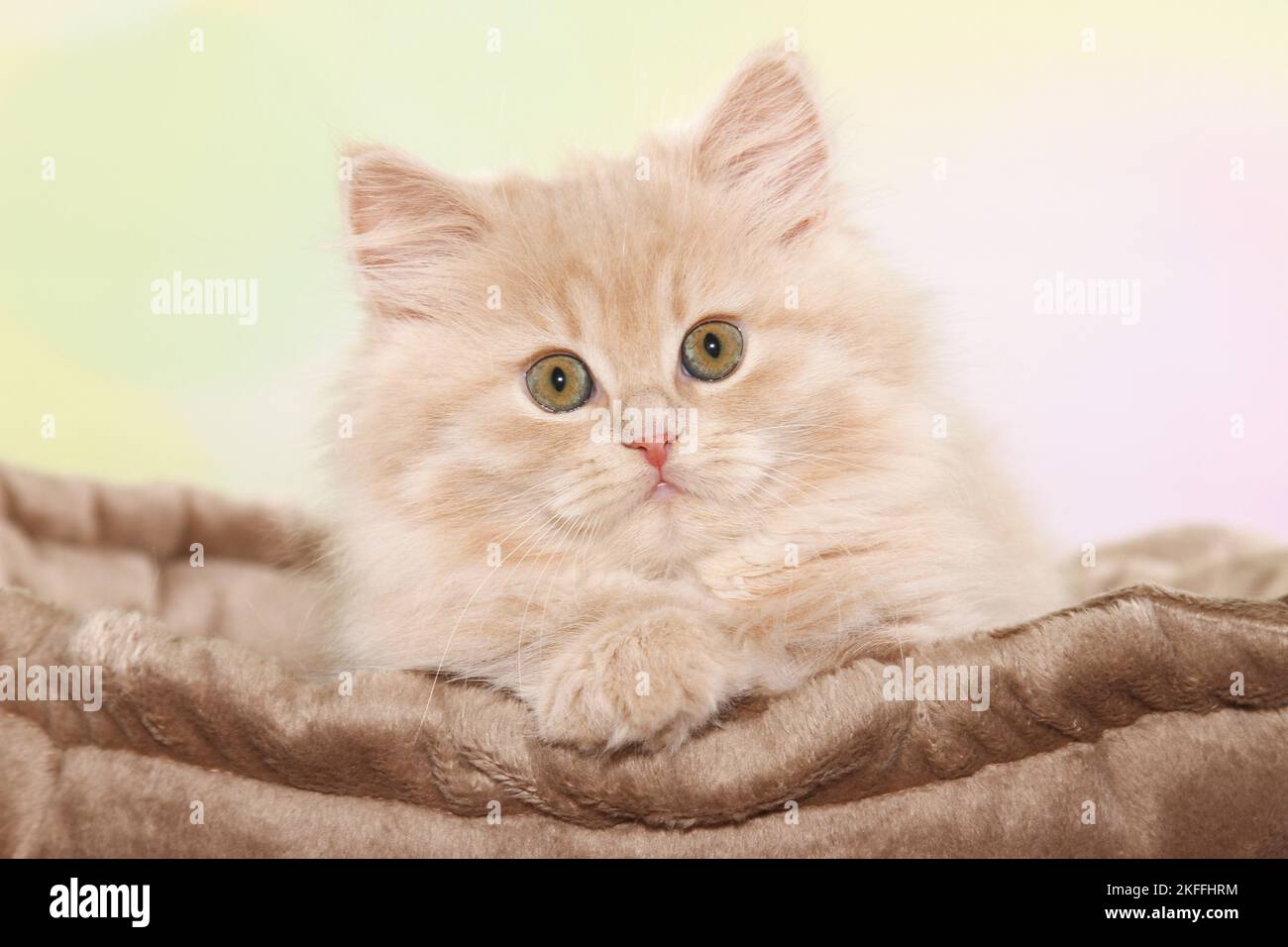 German Longhair Kitten Stock Photo - Alamy