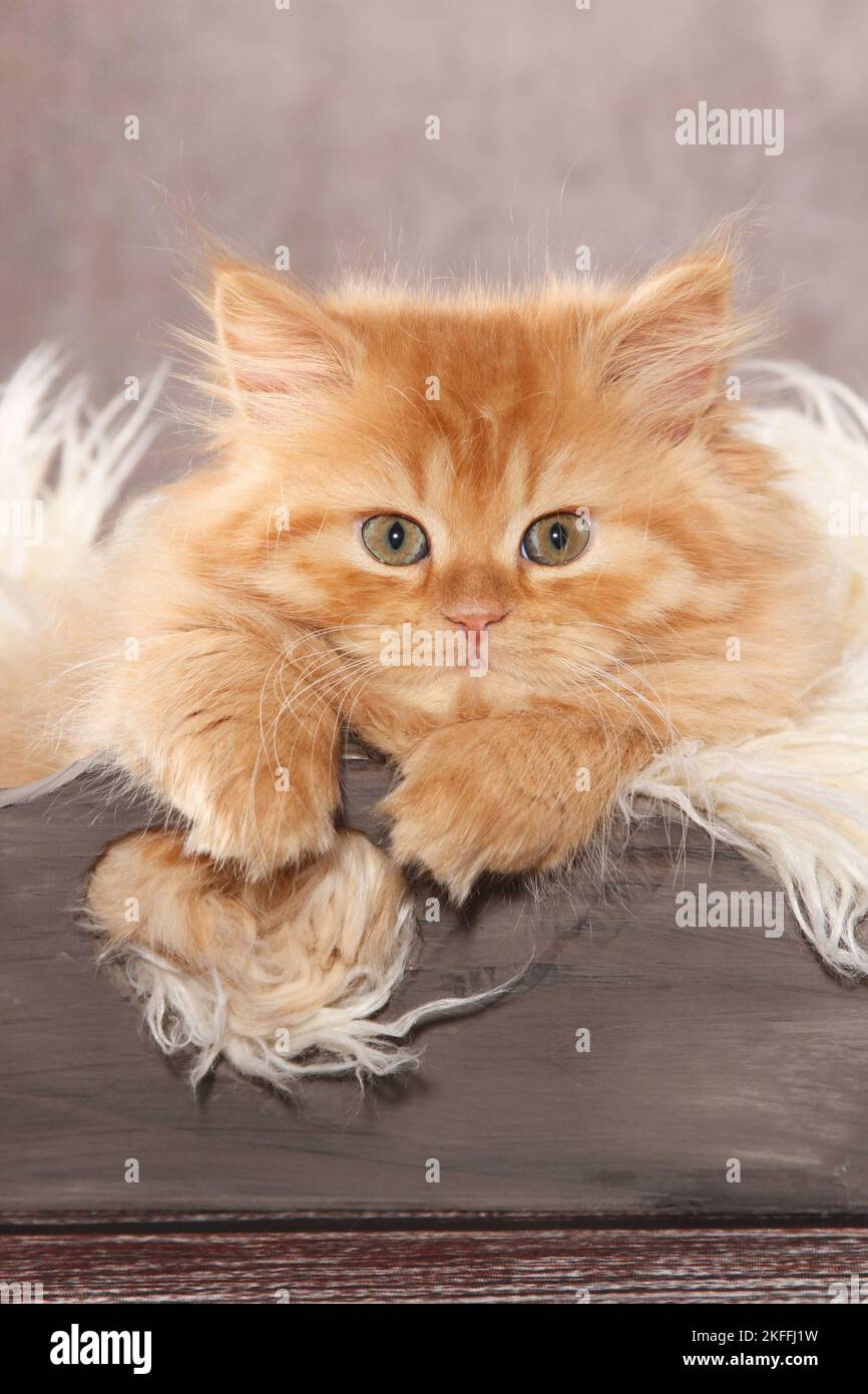 German Longhair Kitten Stock Photo - Alamy