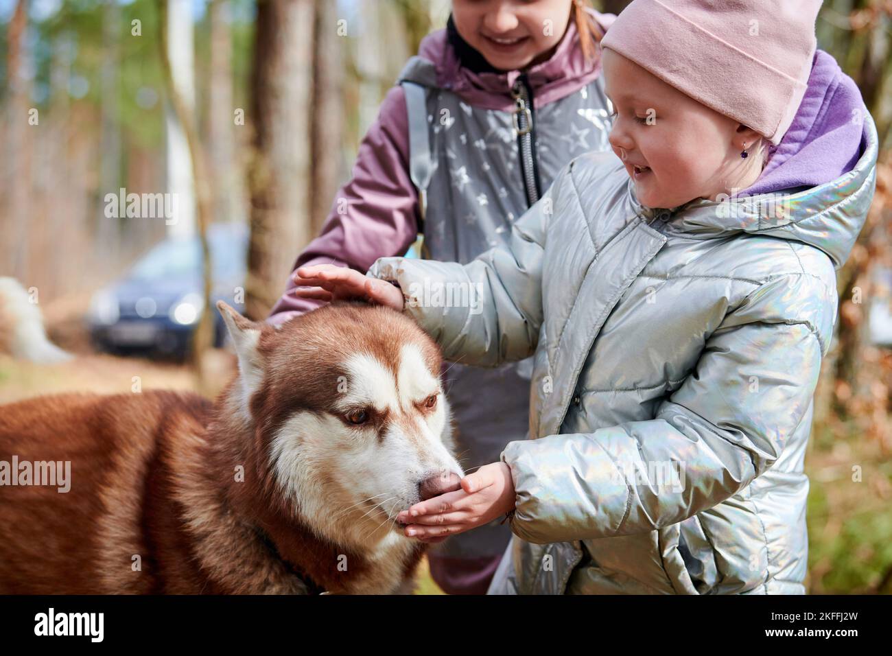Two little girls in jackets playing and petting brown Siberian Husky dog, funny meet of Husky ...