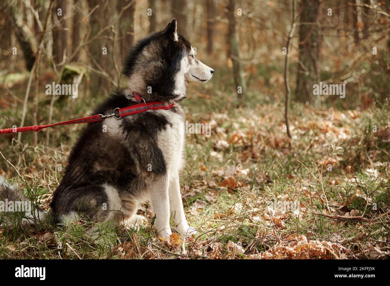 Siberian Husky dog sitting on forest grass, full size Husky dog profile ...