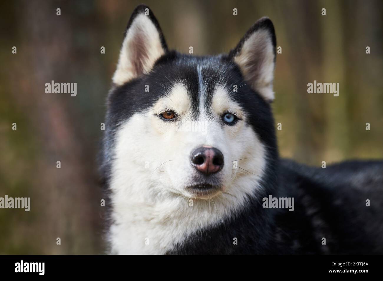Siberian Husky dog portrait with blue brown eyes and black white coat ...