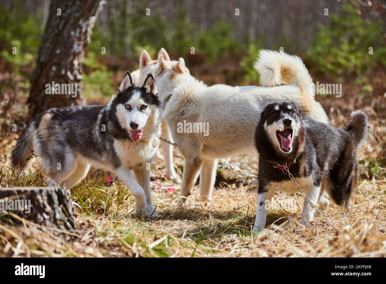Siberian Husky dogs playing on dry grass field, funny Husky dogs ...