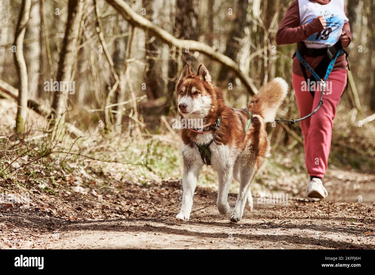 Running Siberian Husky dog in harness pulling woman on autumn forest ...