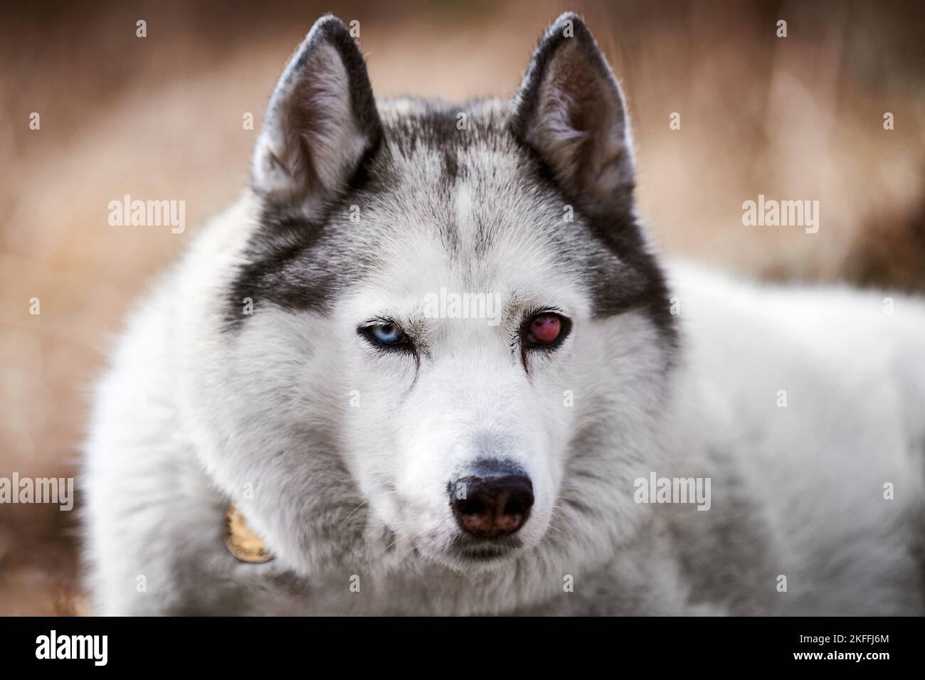 Siberian Husky dog with eye injury close up portrait, beautiful Husky ...