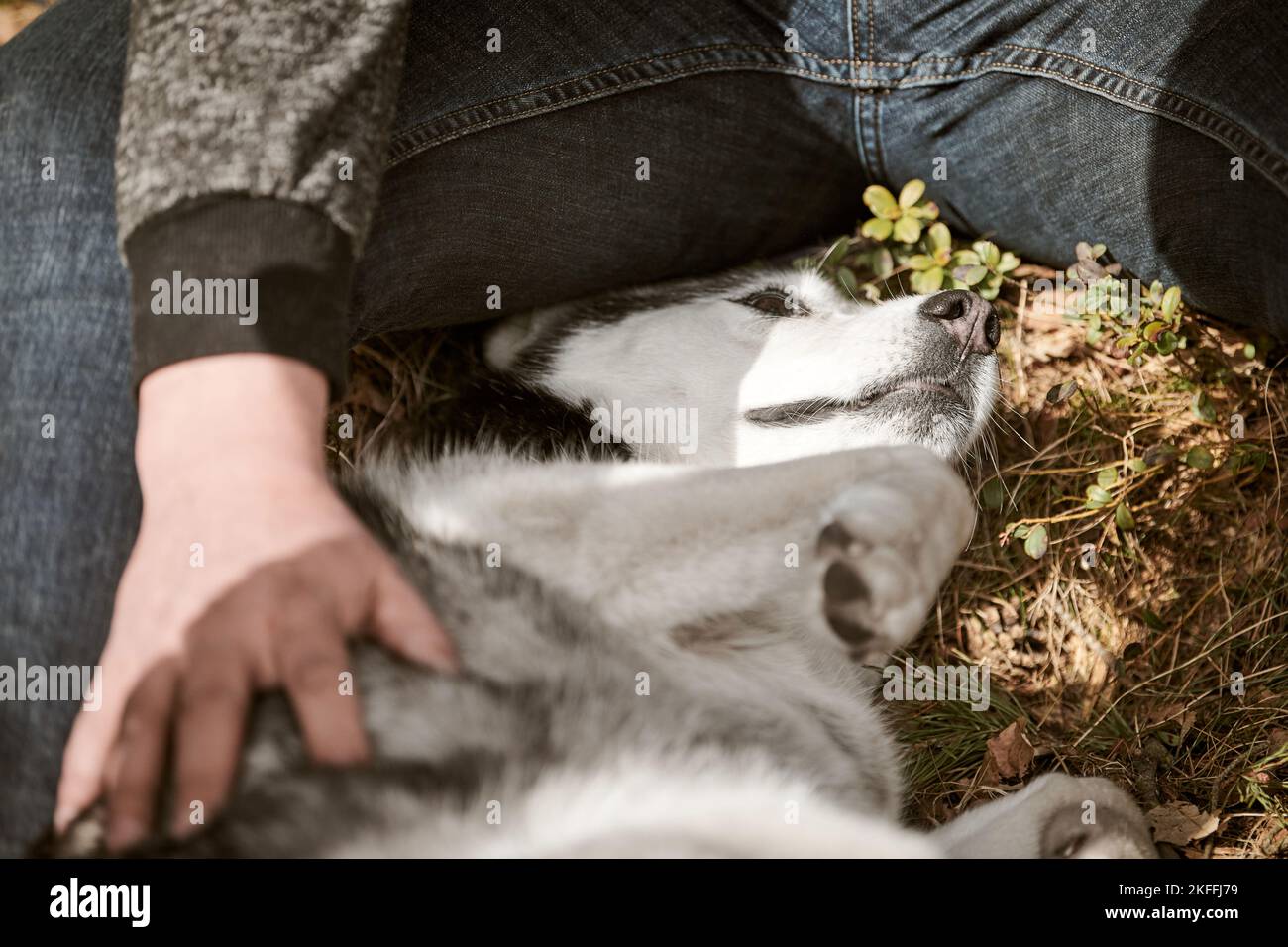 Siberian Husky dog lies next to owner, tired Husky dog with black gray ...